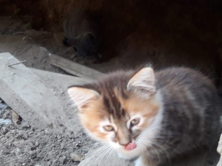 Бедненькие красивые 1,5 мес здоровые котята