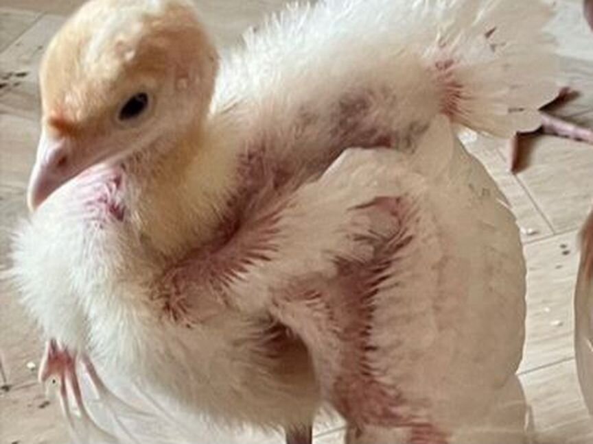 Разновидности птиц