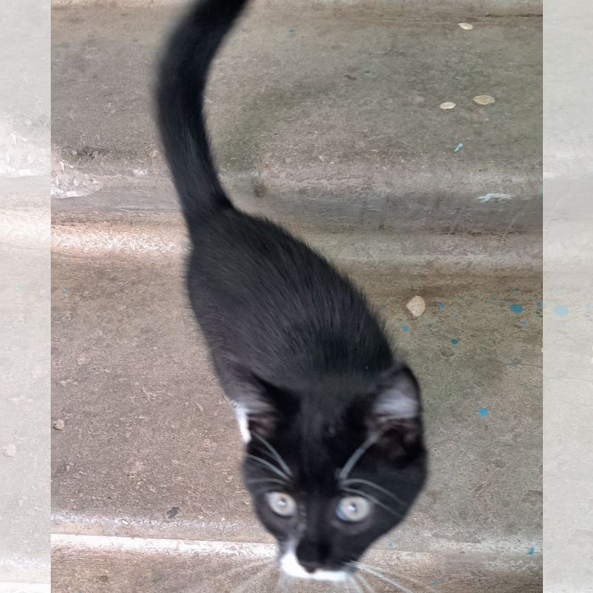 Котенок