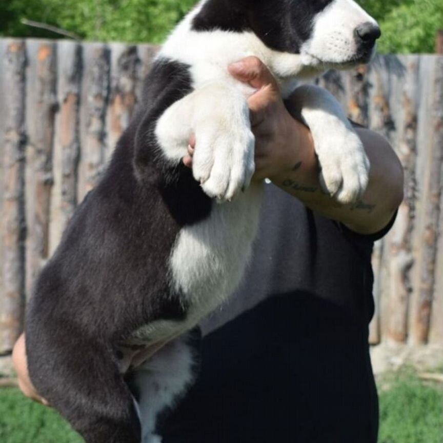 Среднеазиатская овчарка алабай щенки