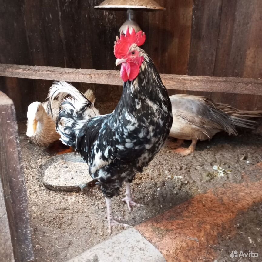 Петух Австралорп