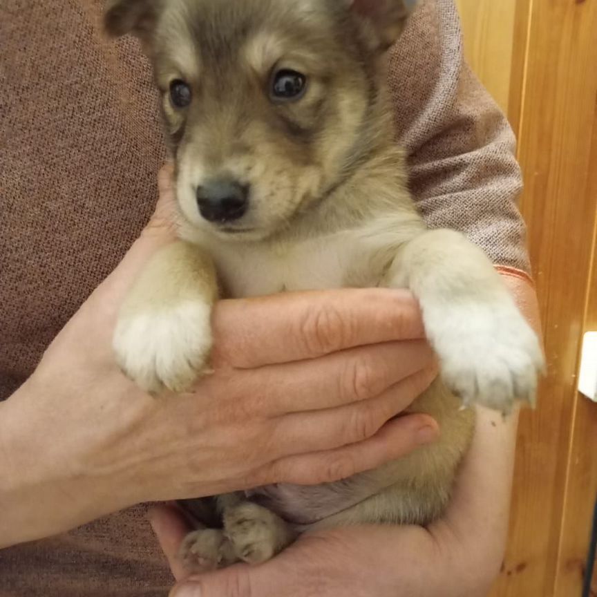 Щенок в добрые руки