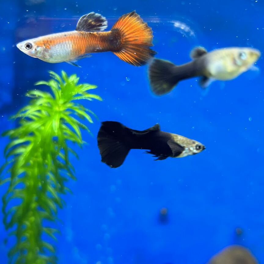 Гуппи в подарок креветка/растение