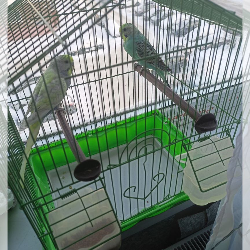 Волнистый попугай