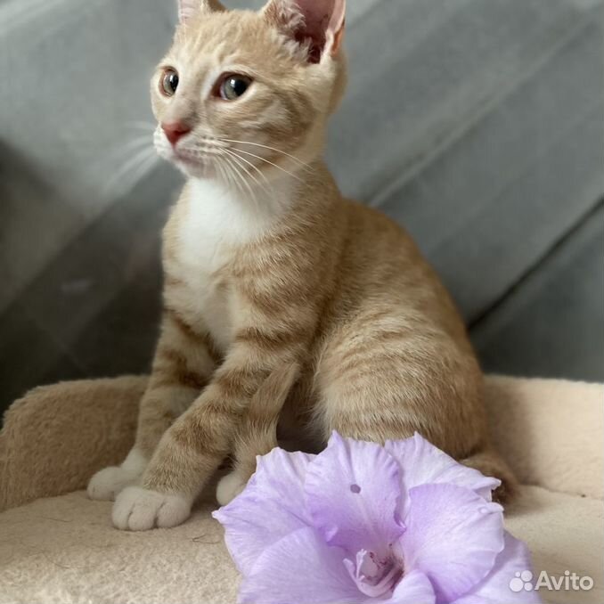 Персиковый котик ищет дом