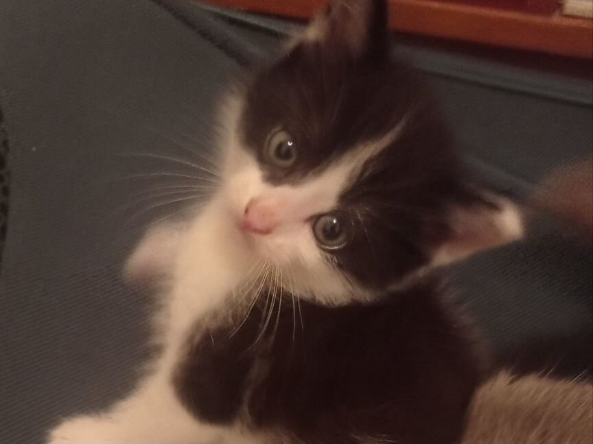 Котëнок мальчик 1,5 месяца