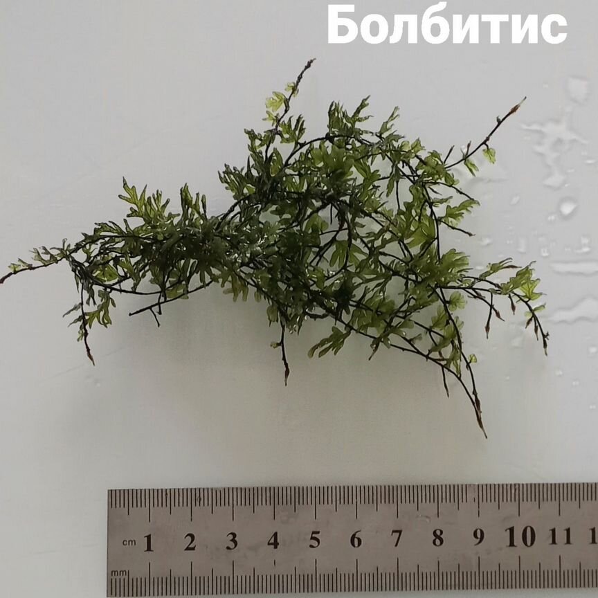 Мох,анубиас,кринум,буцефаландра,криптопарина парва