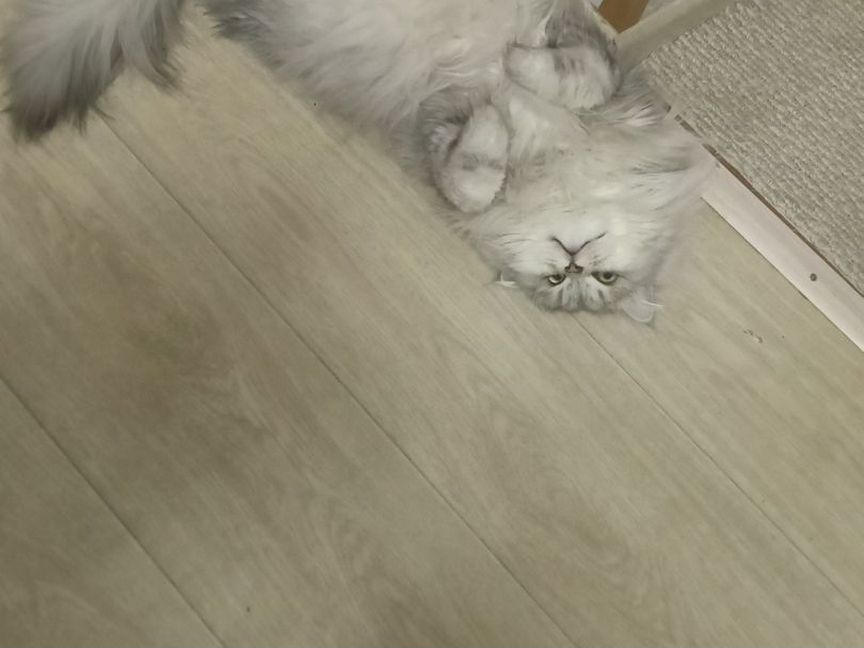 Перс страйт шотланд