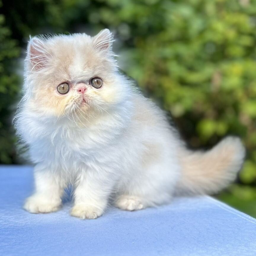 Персидский котенок продается