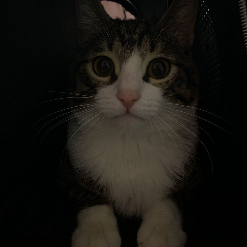 Потерялся кот