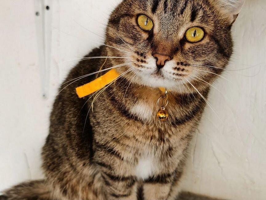 Кошка Рита