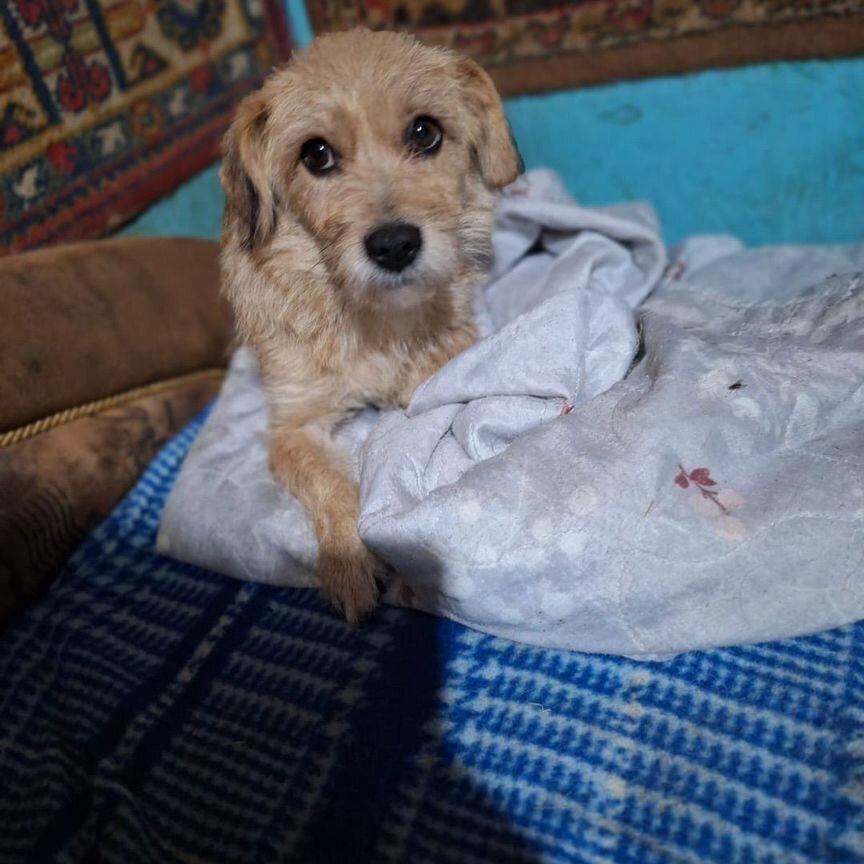 Девочка Лиза