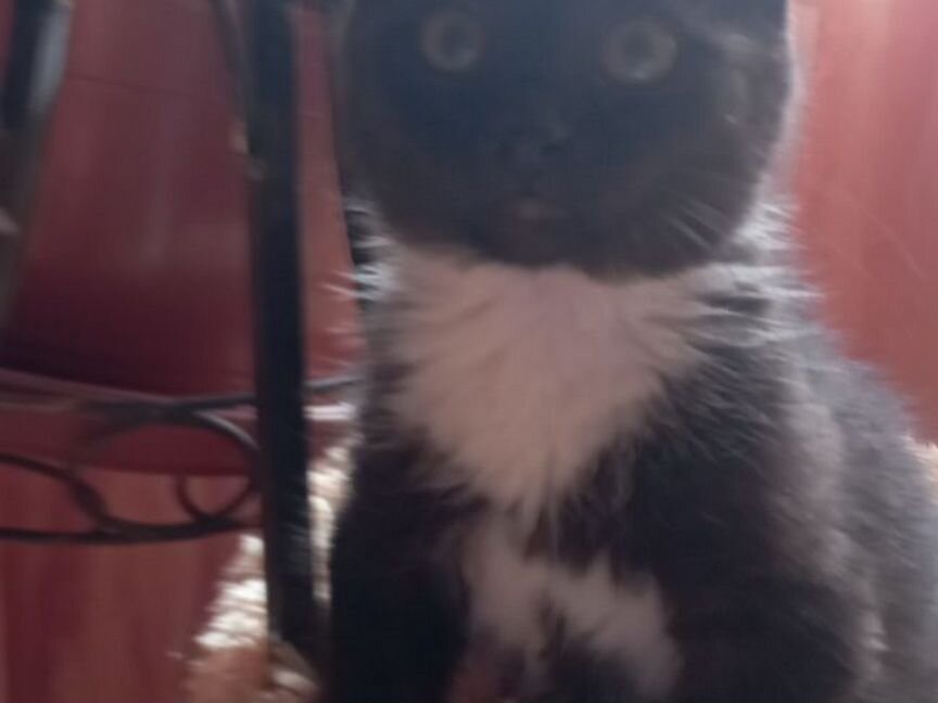 Варвара краса, ищет мамочку