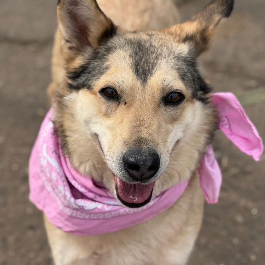 Собака Ария в добрые руки Девочка палевая