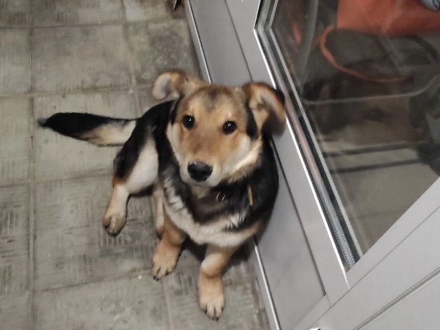 Собака в добрые руки