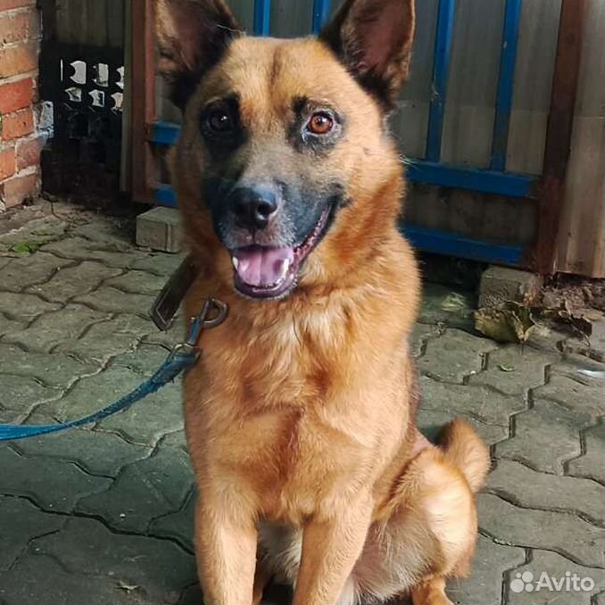 Янтарный парень ищет семью