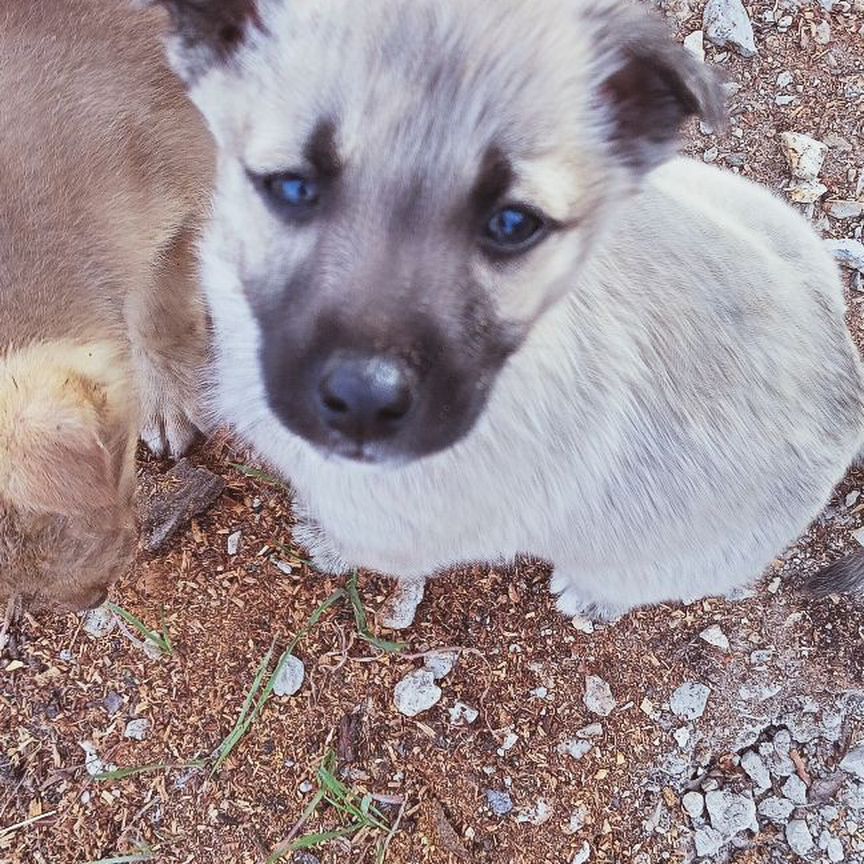 Щенки (беспородные но благородные )
