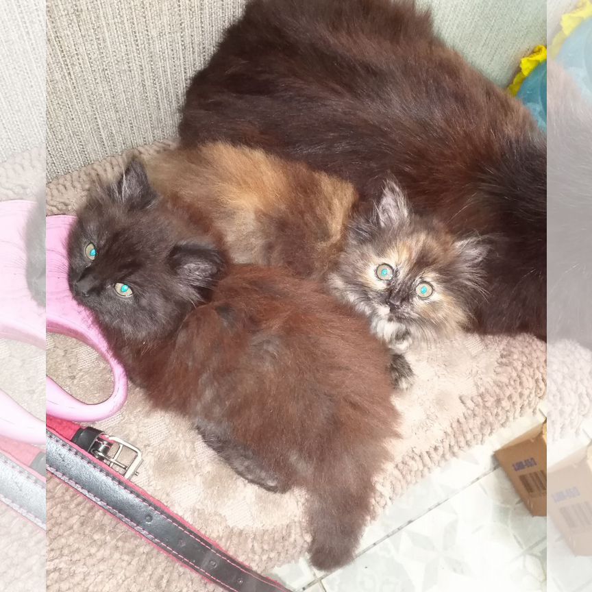 Котята отдам бесплатно