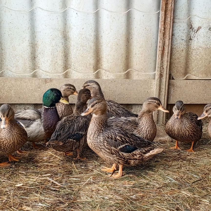 Утки подсадные для охоты