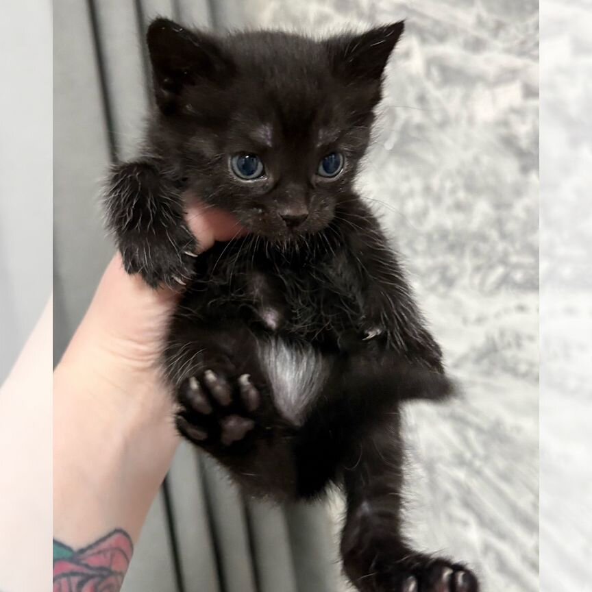 Котёнок в добрые руки