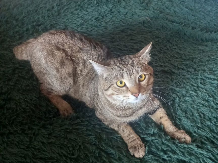 Котик для вязки
