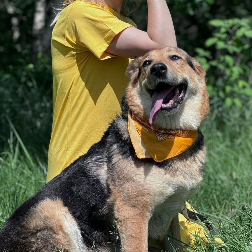 Милая собака Дюна в добрые руки