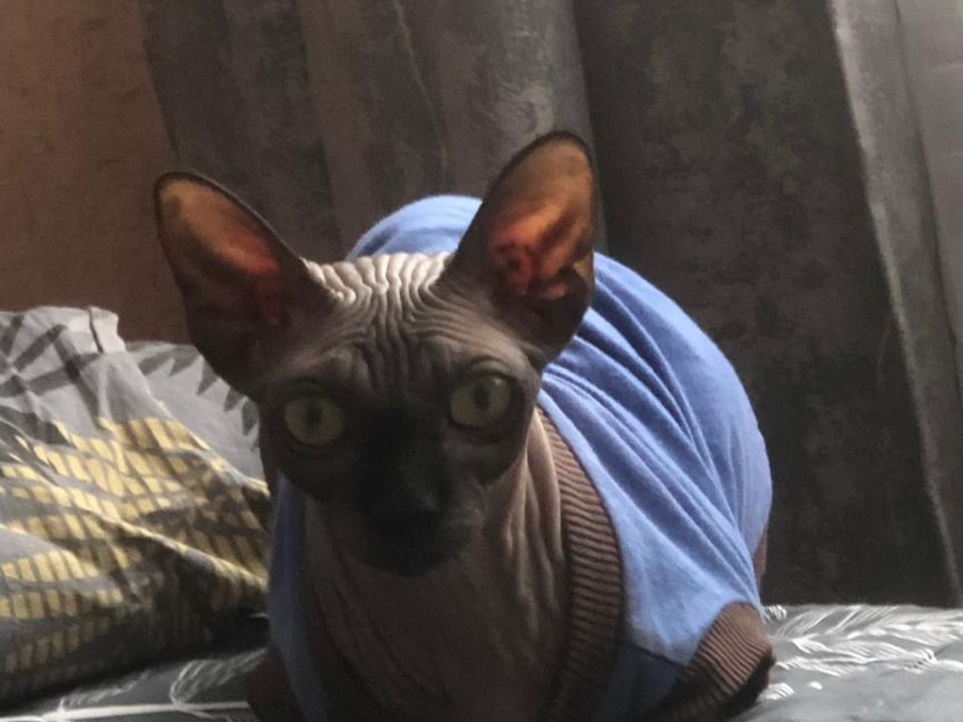 Канадский сфинкс