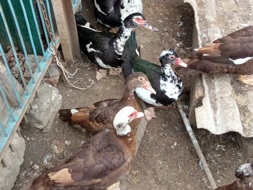 Мускусные утки