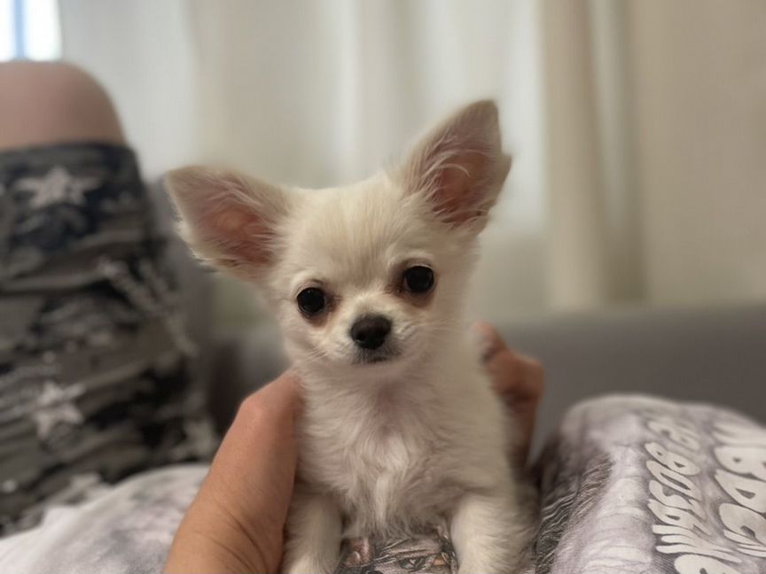 Собака чихуахуа