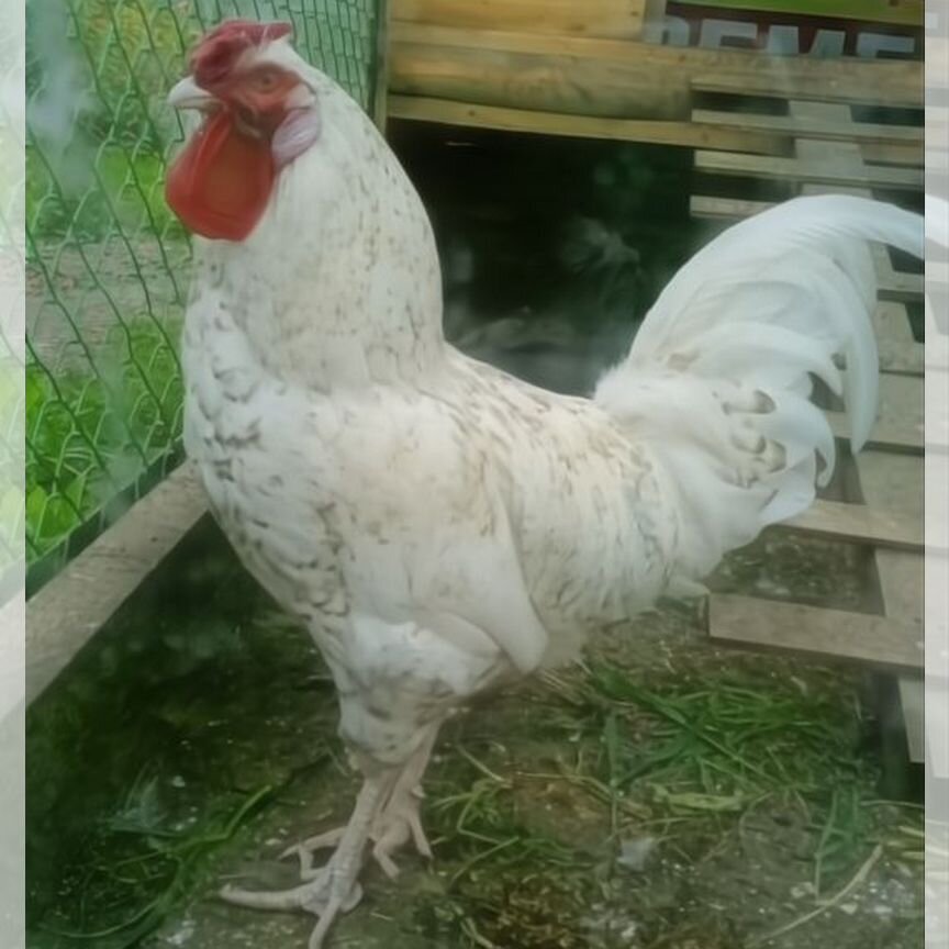 Петух Пушкинский