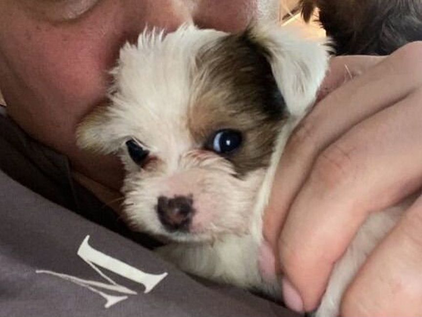 Щенки цветного йорка