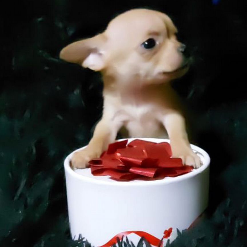 Крошка на ладошке