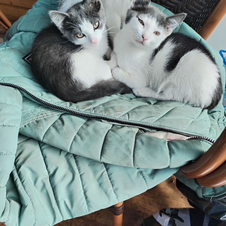 Котята отдам
