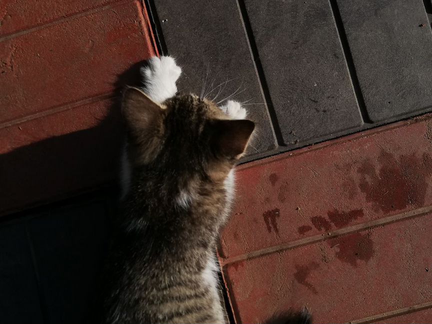 Котёнок в добрые руки