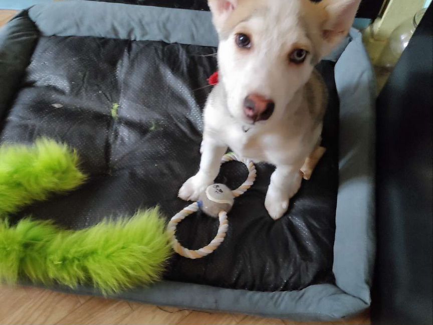 Собака в добрые руки щенок хаски