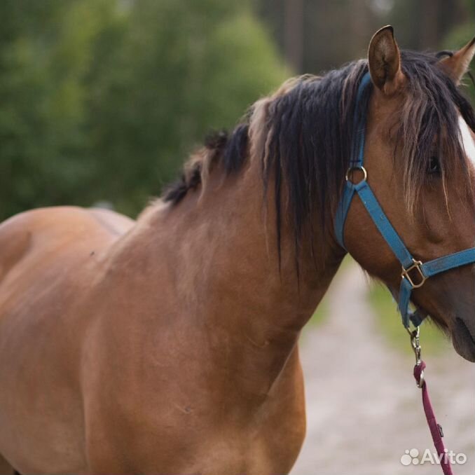 Жеребец белорусской упряжной породы