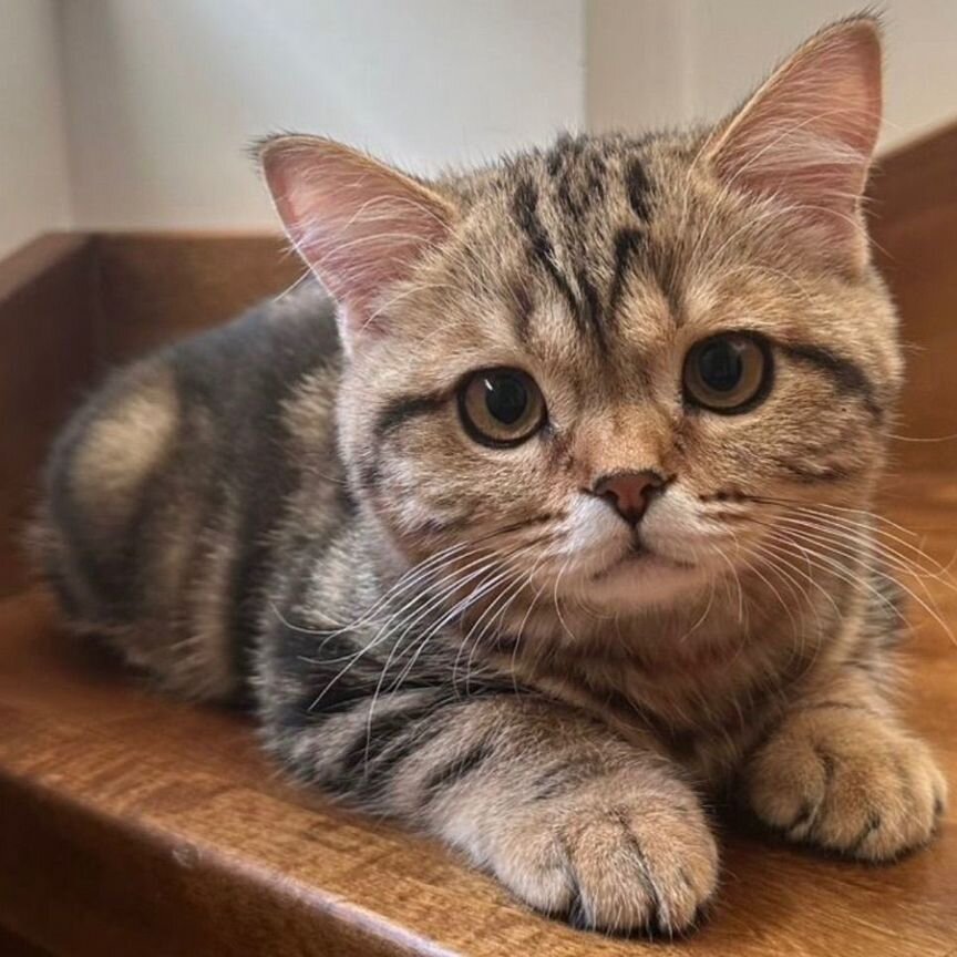 Шотландский прямоухий короткошёрстный котёнок