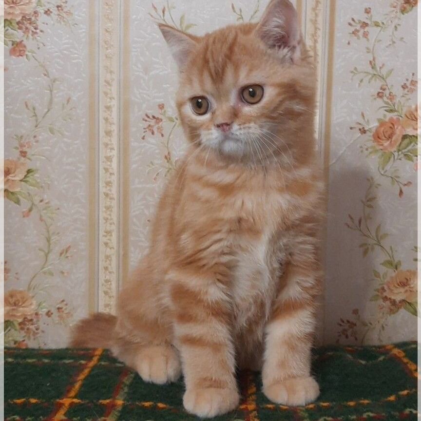 Котёнок красный мрамор