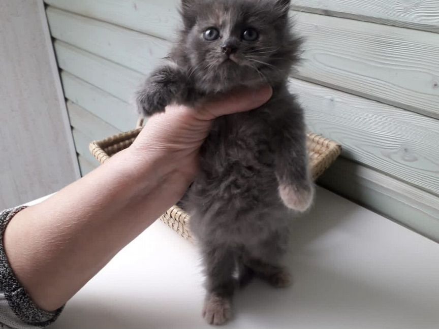 Котята в добрые руки даром девочка 1,5 месяцев