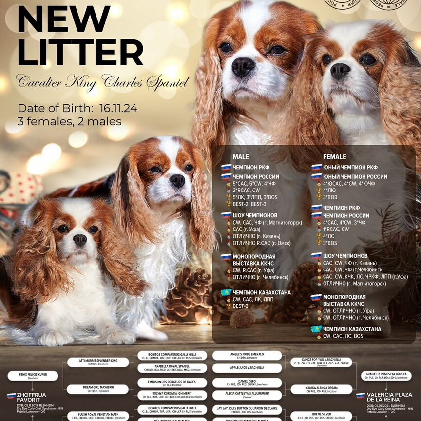 Щенки Кавалер Кинг Чарльз Спаниель