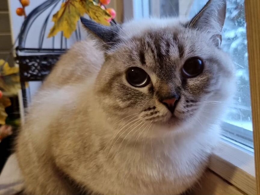 Кошка Таисия с голубыми глазами