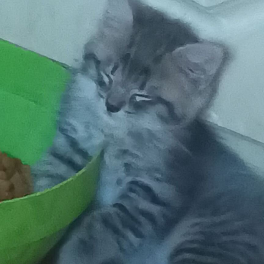 Котенок