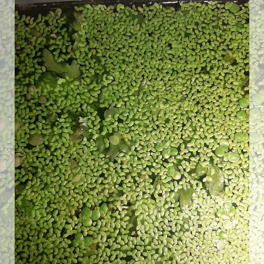 Аквариумные растения (комбо)