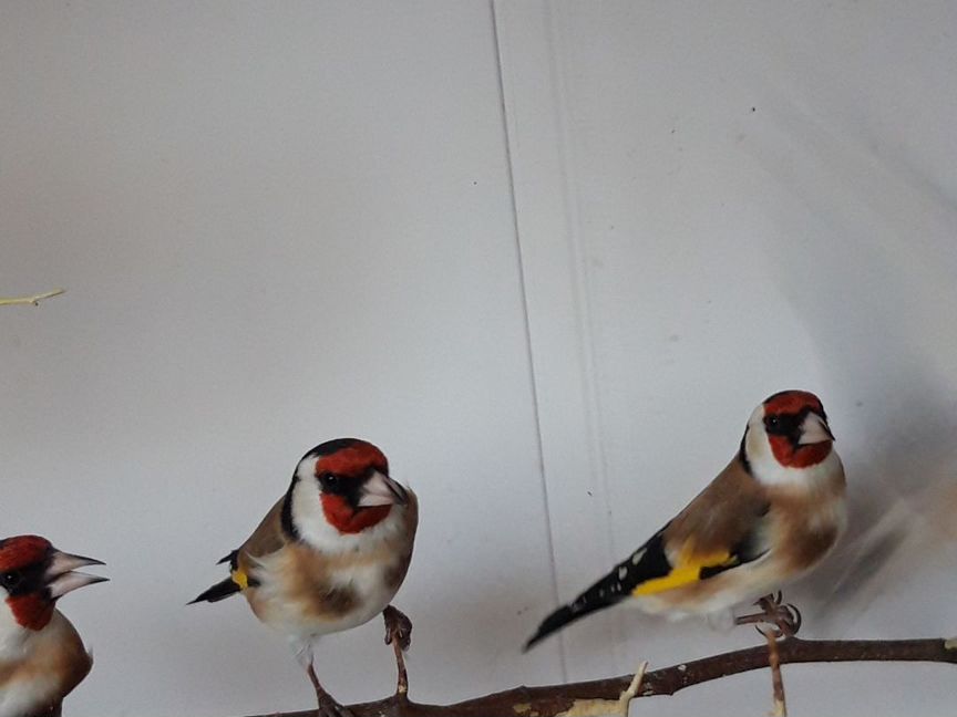 Щегол поющий