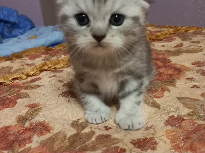 Шотландская вислоухая кошка