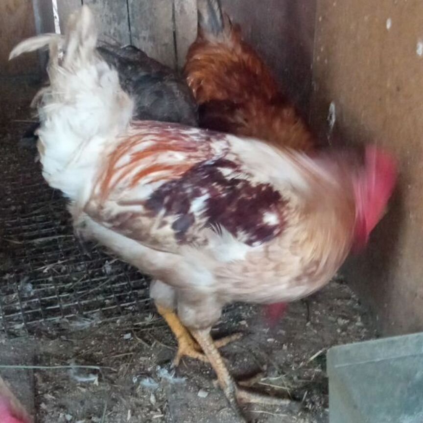 Молодые петухи