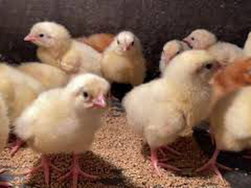 Цыплята суточные петушки
