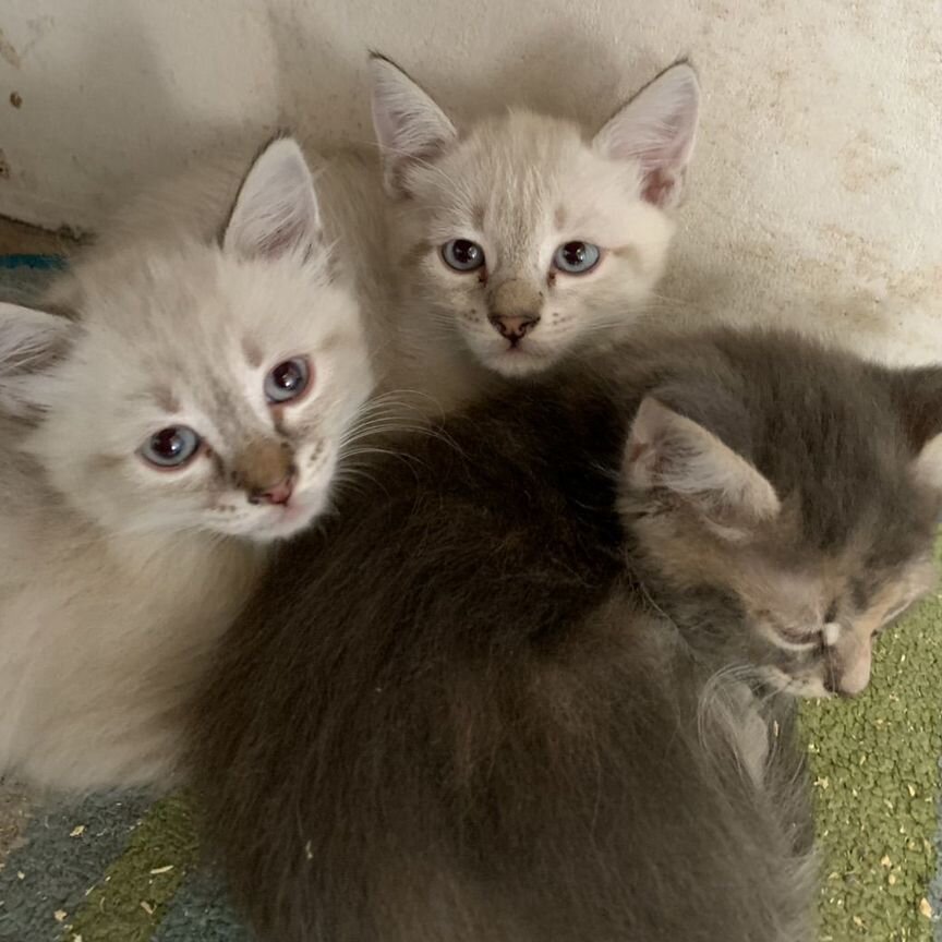 Невские маскарадные котята