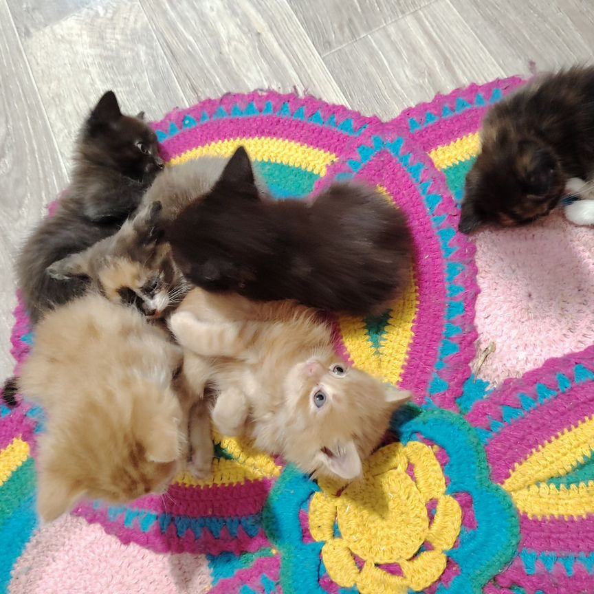 Сибирский котёнок