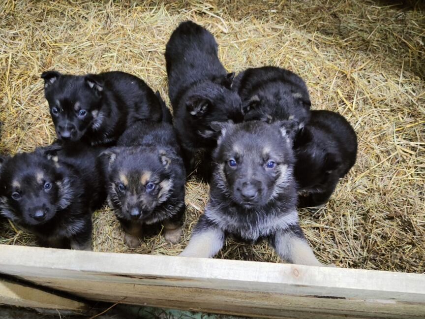 Восточноевропейская овчарка